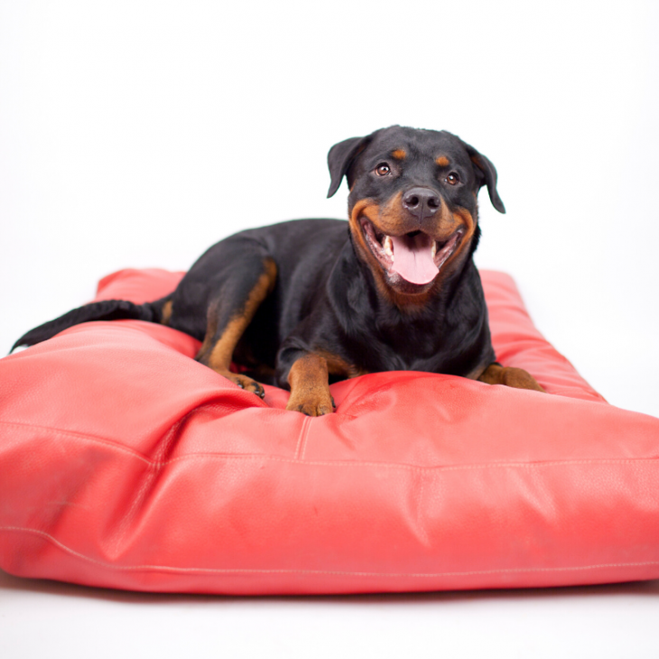Colchon Personalizado – SOFAS Y CAMAS PARA PERROS